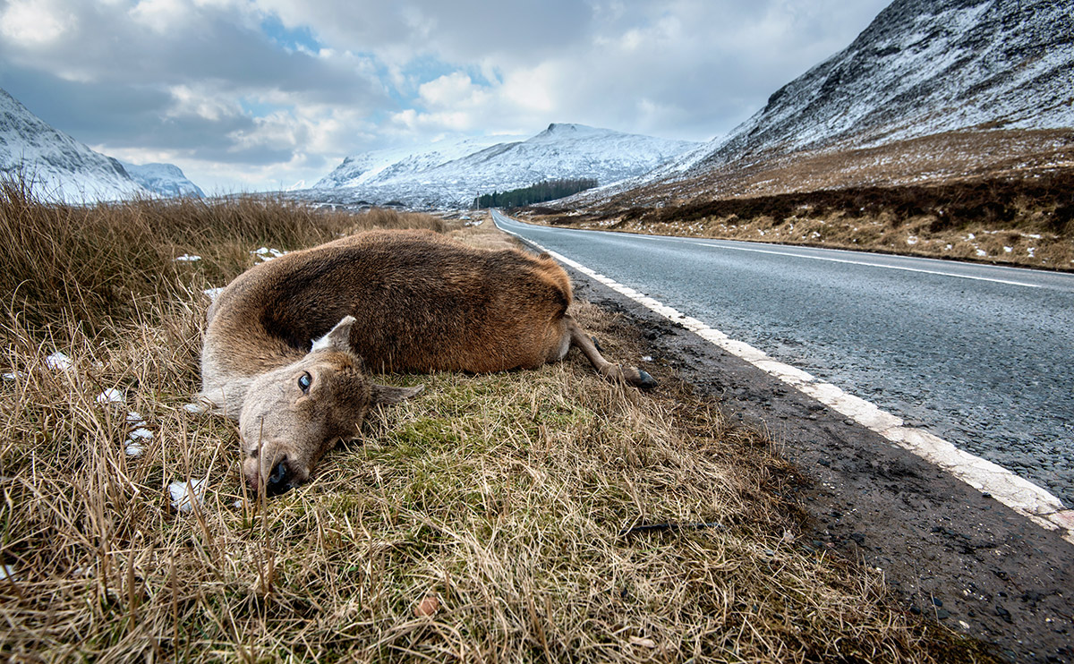 Choosing Road Kill for Food – 101 Ways to Survive
