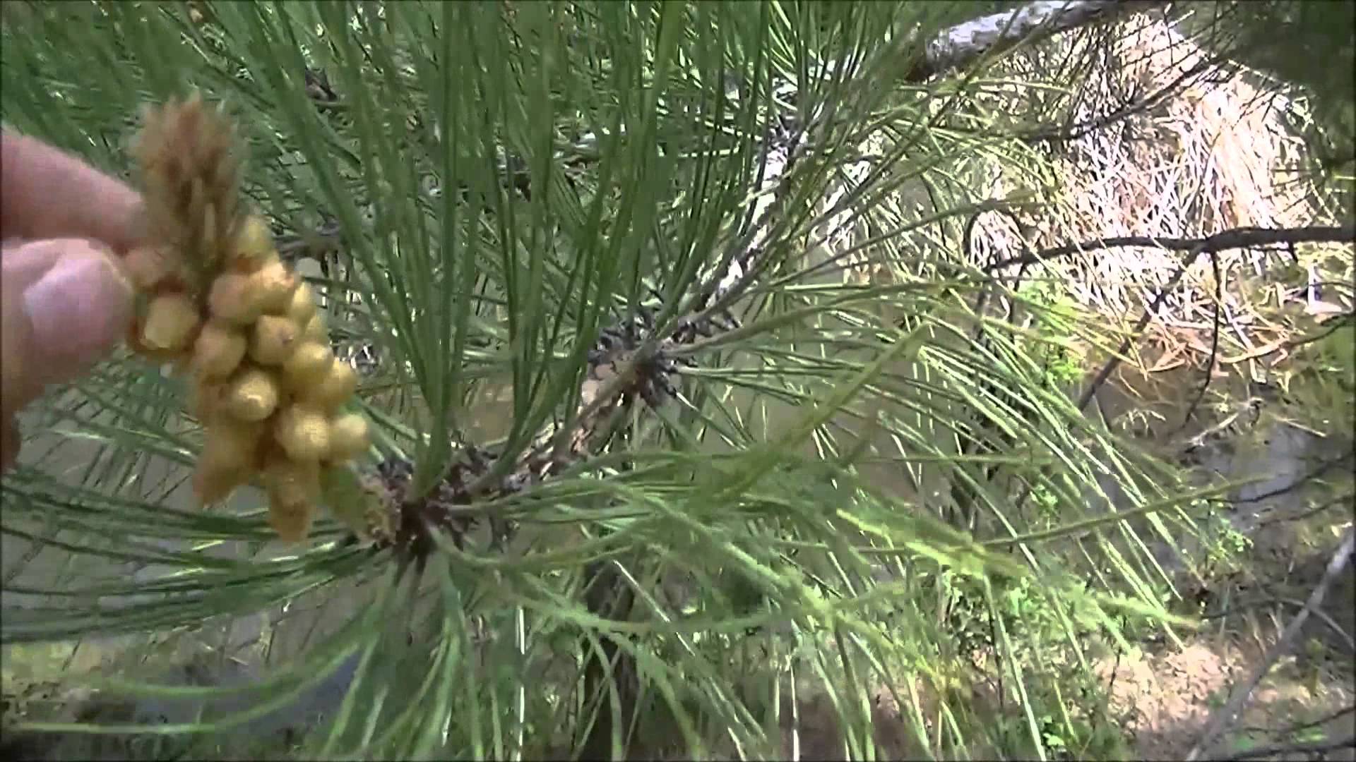 Survival 101: Making Food from Pine Trees – 101 Ways to Survive