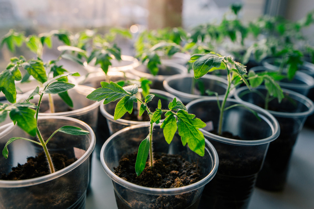 Starting Heirloom Seeds Indoors – 101 Ways to Survive