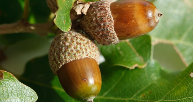 The One Secret You MUST know when Harvesting Wild Acorns – 101 Ways to ...